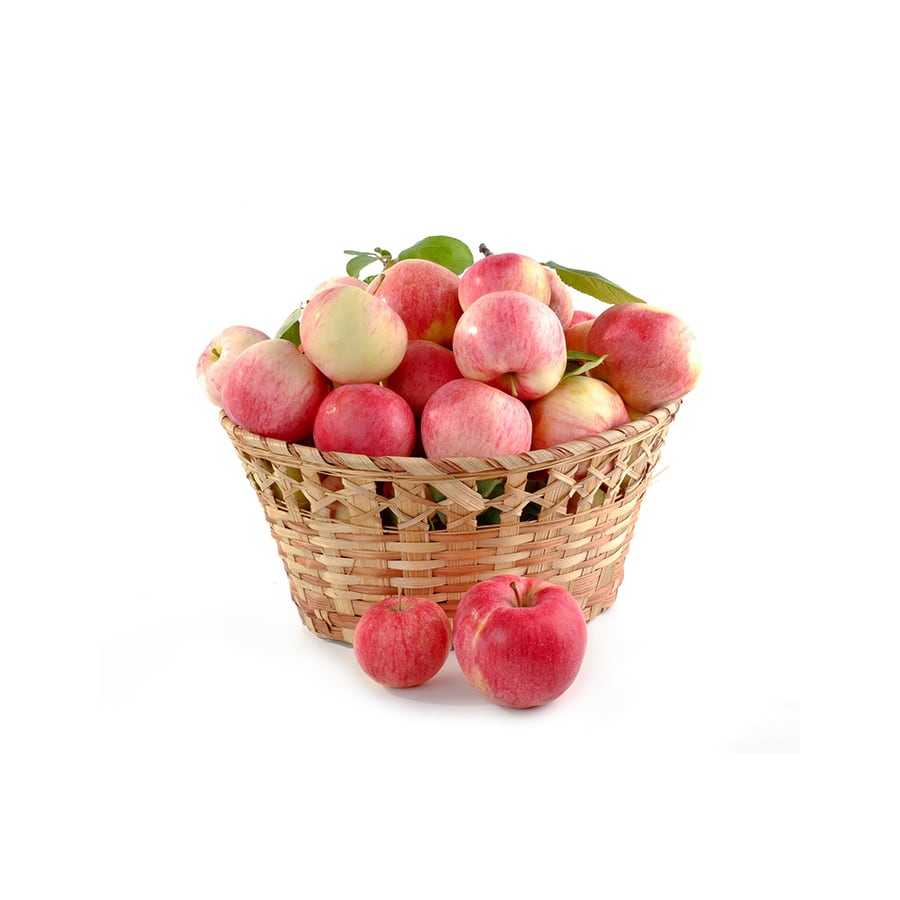 Example Blueberry – Organive 04